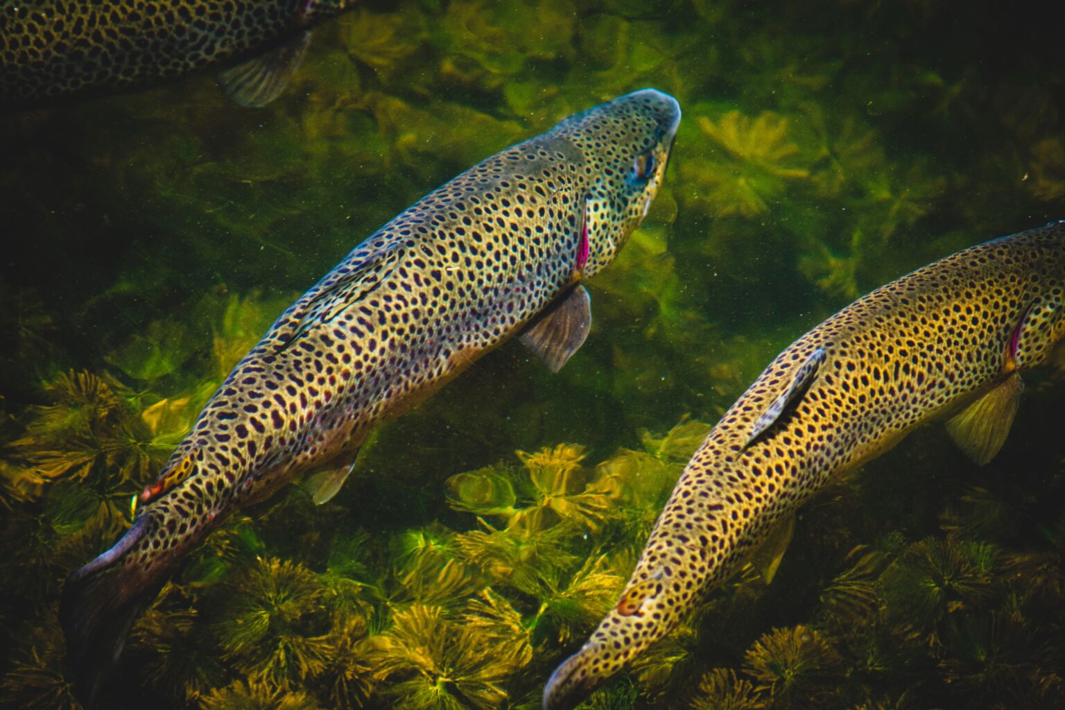 The World's Largest Trout: Surpassing Even the IGFA Record - Trout Resource