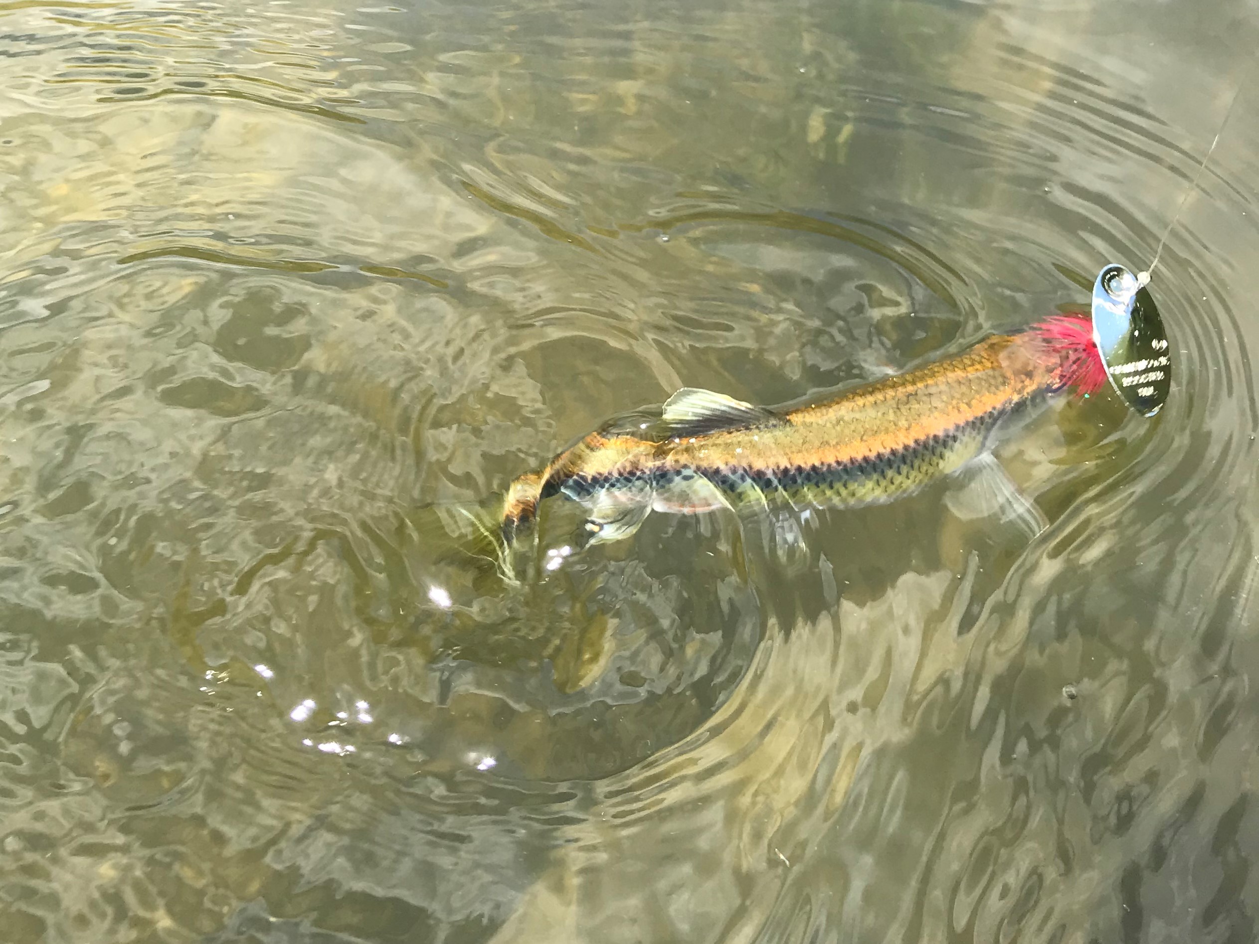 Fishing a New River (South Korea Trout Fishing) - Trout Resource