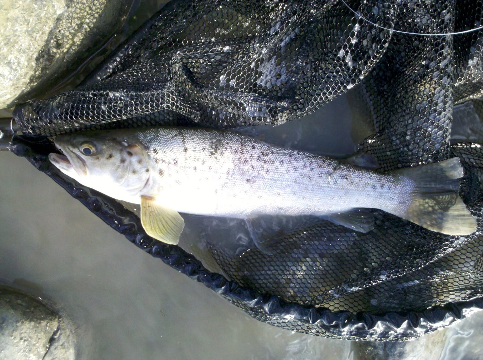 10 Early Spring Fishing Tips to Catch More Trout - Trout Resource