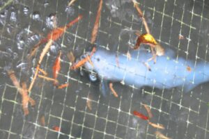 What Is A Golden Trout? (Golden trout vs Palomino?) - Trout Resource