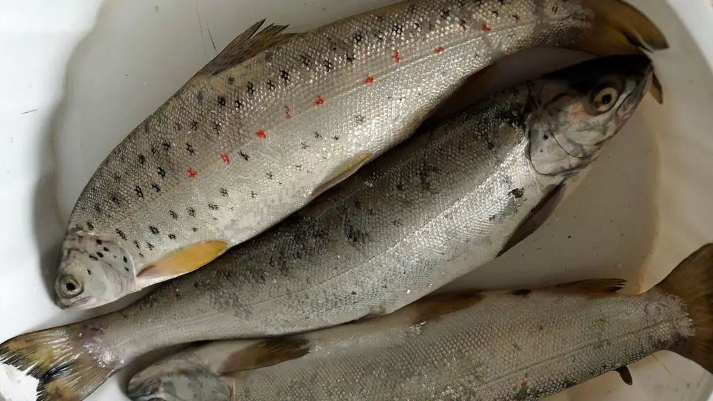 Lake Ohrid brown trout – The most ancient brown and one of the biggest ...