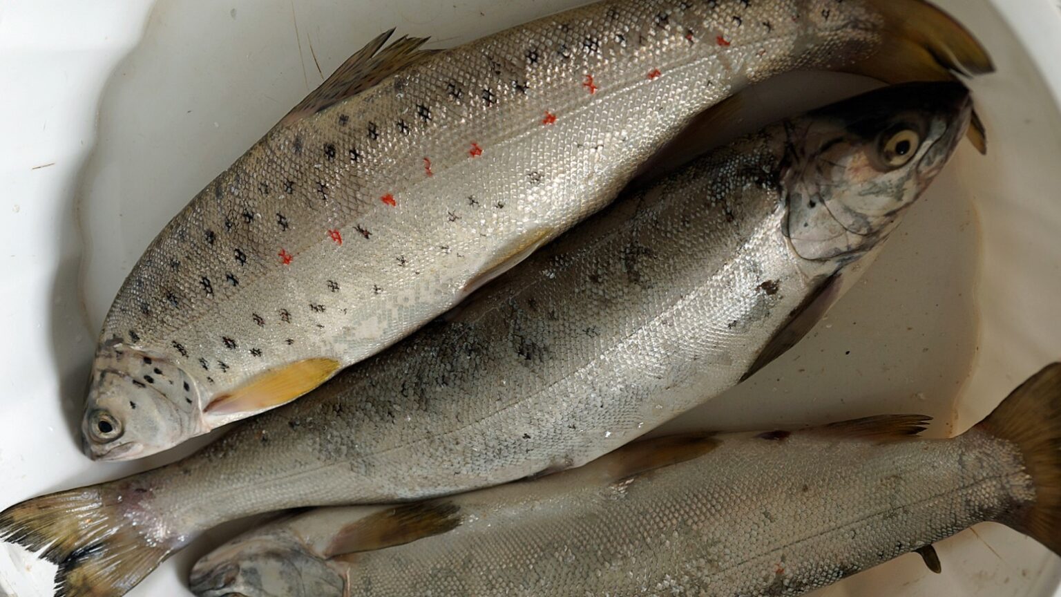 Lake Ohrid brown trout – The most ancient brown and one of the biggest ...