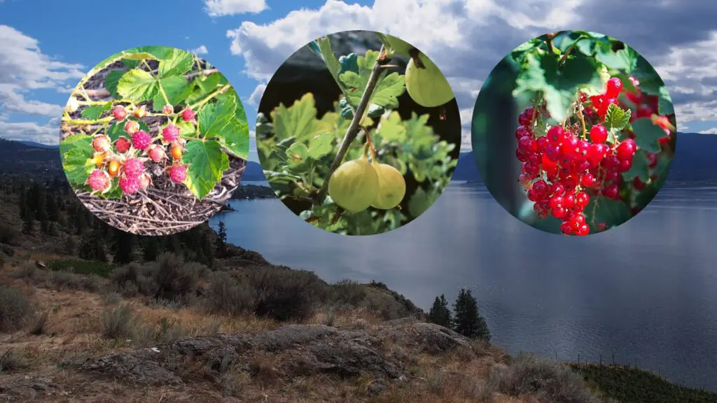 Wild Berry Foraging: 10 Bountiful Delights Along Riversides and Streams ...