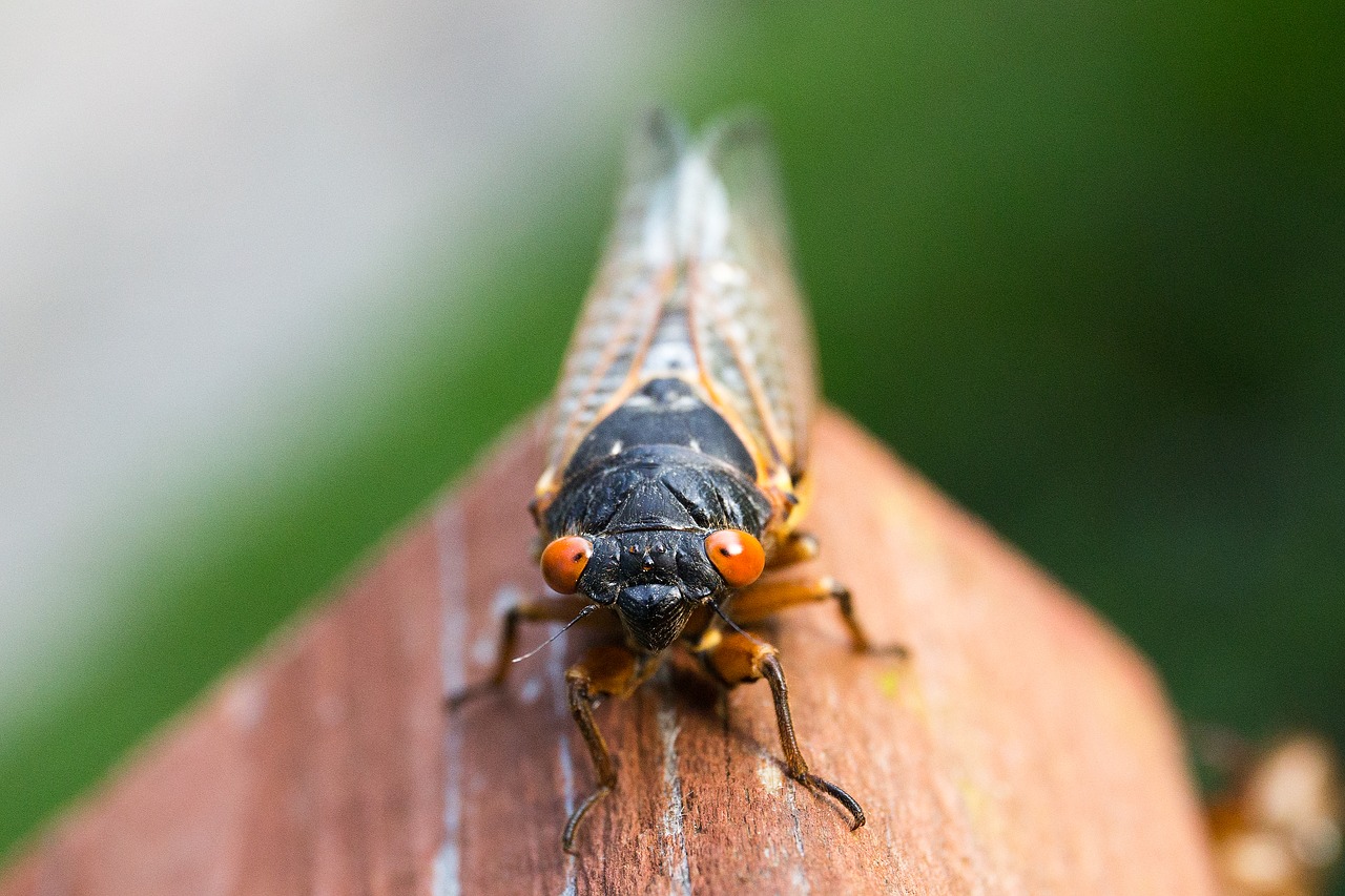 Cicada Season Approaches – The Secrets to Catching Trout on Cicada ...
