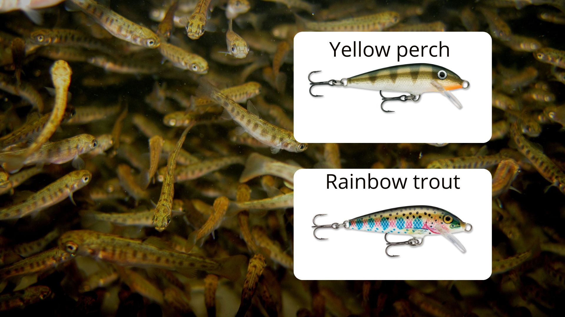 How to Fish a Floating Rapala (Detailed Guide) - Trout Resource