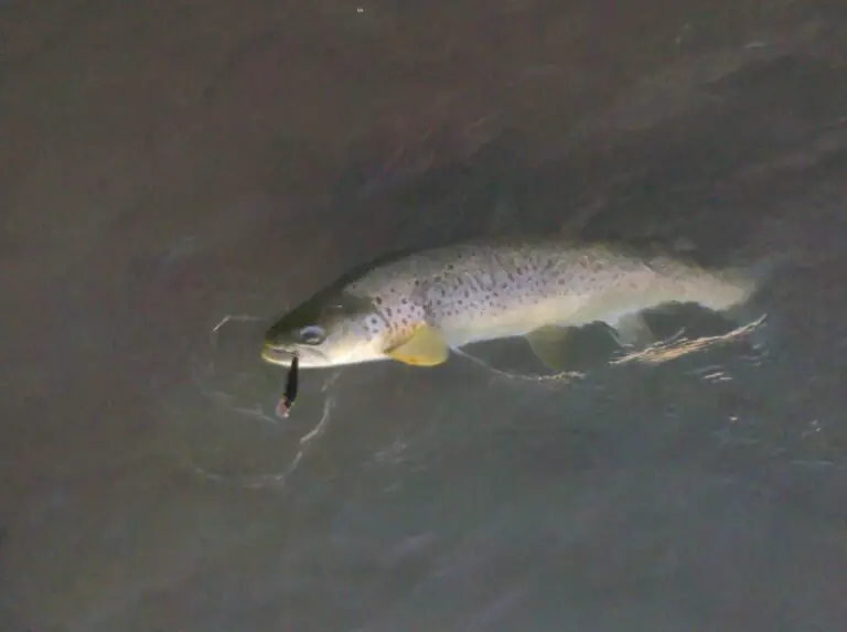 How to Fish a Floating Rapala (Detailed Guide) - Trout Resource