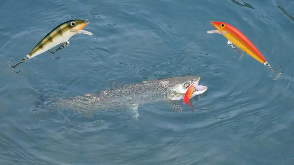 What Is the Best Color Rapala for Trout Fishing? - Trout Resource