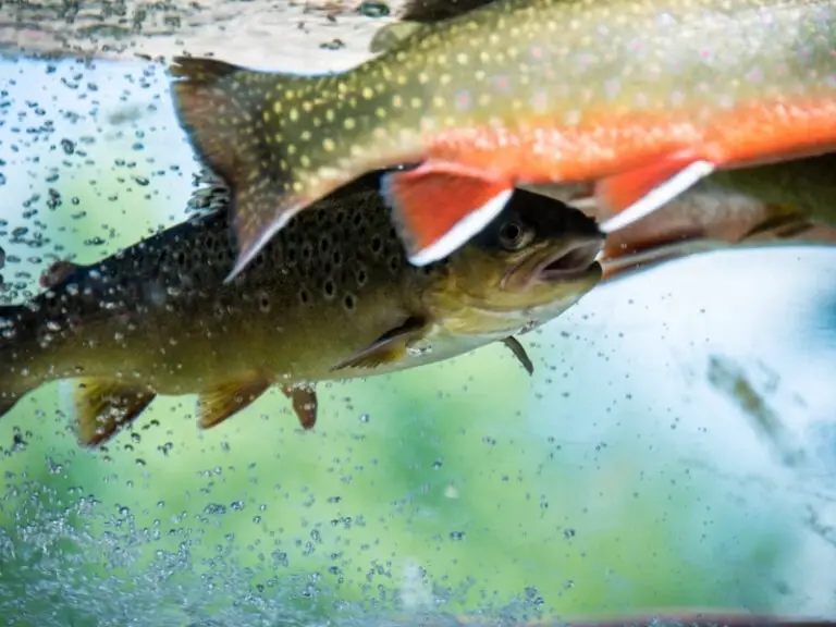 Can you keep pet trout in an aquarium - Trout Resource
