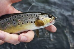 Catching Trout in Heavily Overgrown Streams (6 hints) - Trout Resource