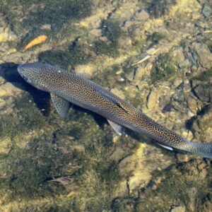 Exploring the Probable Factors Behind the August Appearance of Brown ...