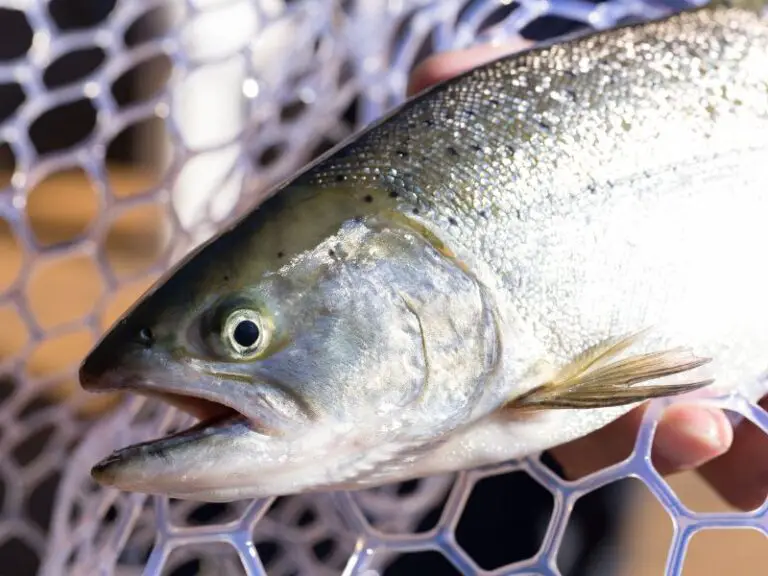Introducing the cherry trout (Masu salmon) - Trout Resource