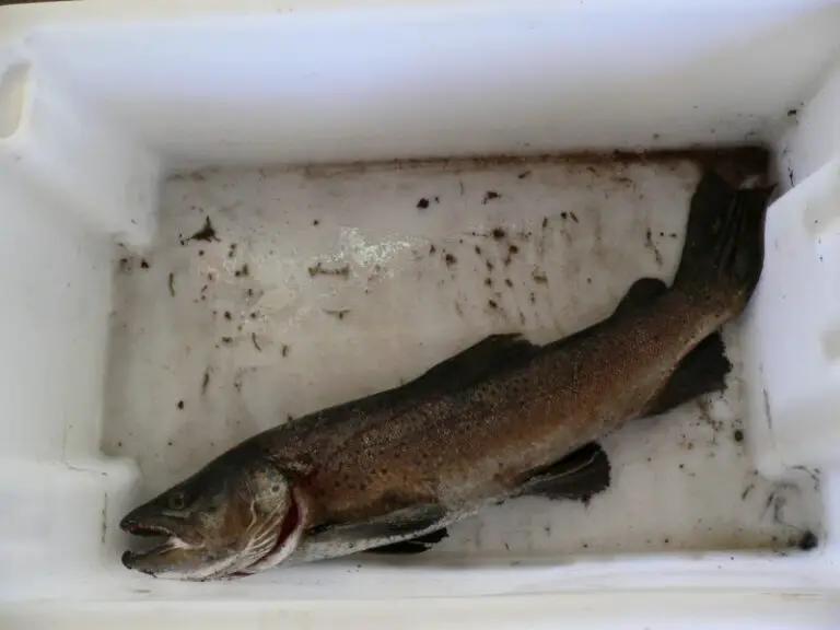Why are some trout very dark nearly black in color? - Trout Resource