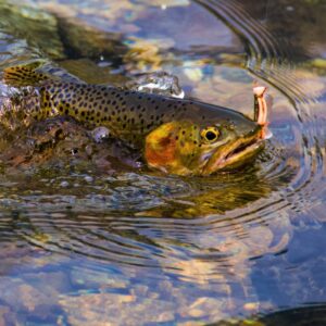 Hopper Season Is Now (7 Excellent Grasshopper Fly Patterns To Catch ...