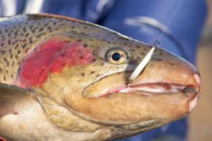 Spinners vs Spoons – Which metal lure catches the most trout? - Trout ...