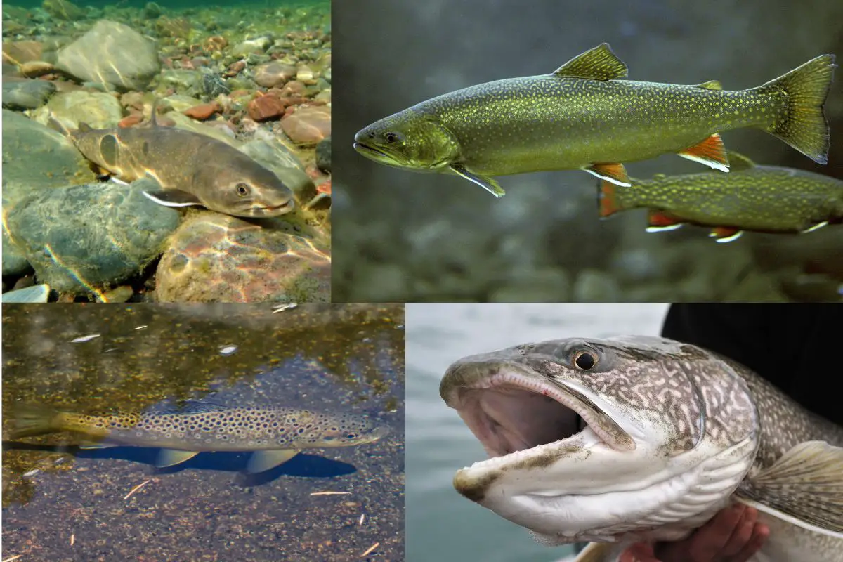 How many species of trout are there? - Trout Resource