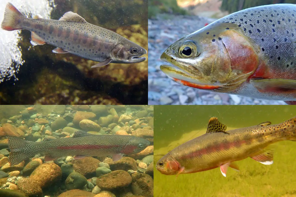 How many species of trout are there? - Trout Resource