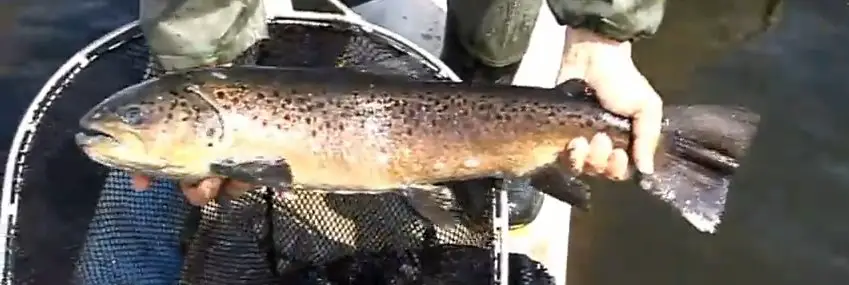 Lake Sevan trout (A brown trout that spawns in spring?) - Trout Resource