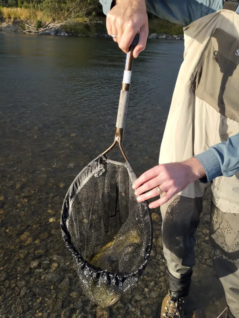 Best Way to Weigh Trout While Minimizing Damage. - Trout Resource